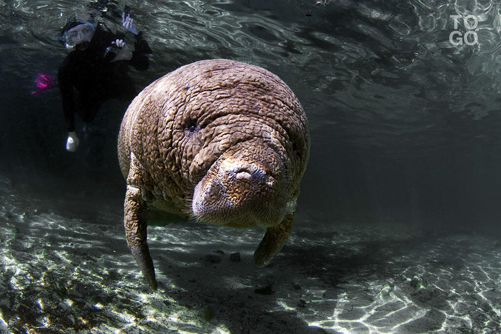 Les lamentins menacés de disparition - République Togolaise