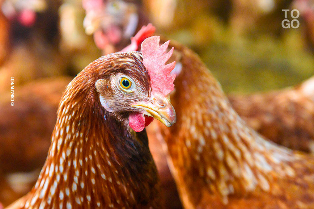 Les beaux jours de la filière avicole - République Togolaise