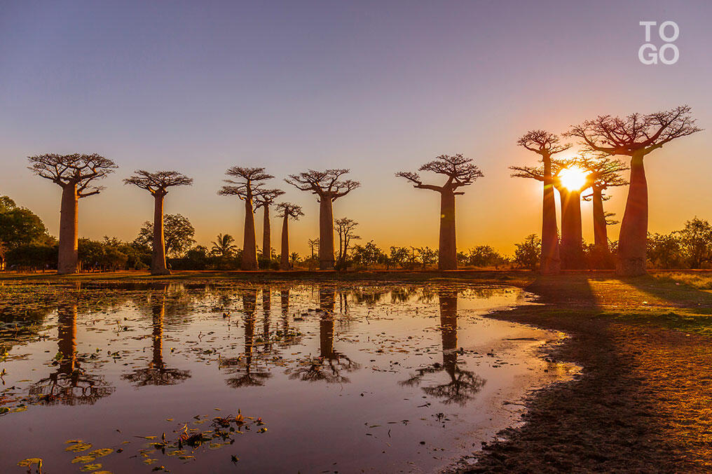Les vertus du baobab - République Togolaise