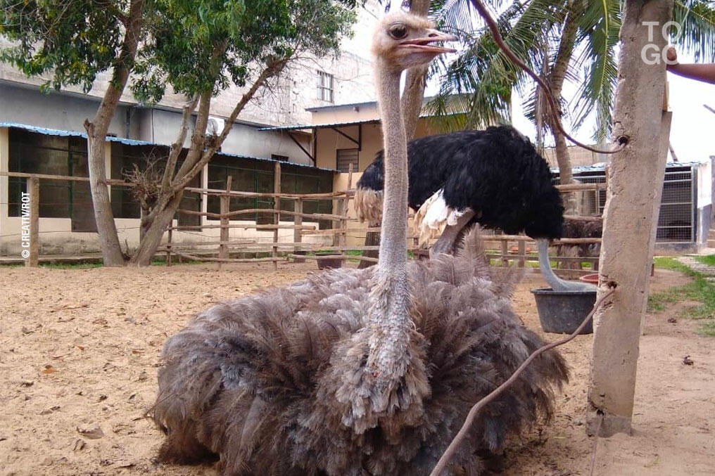Une journée au zoo - République Togolaise