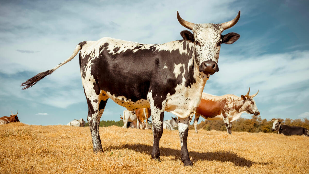 Réduire la dépendance en produits carnés - République Togolaise