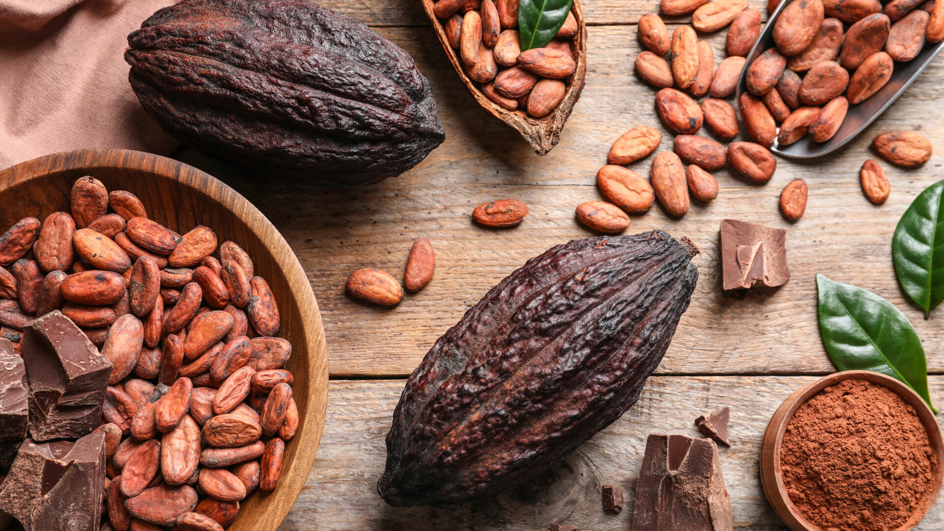 Cacao : l’excellence togolaise - République Togolaise