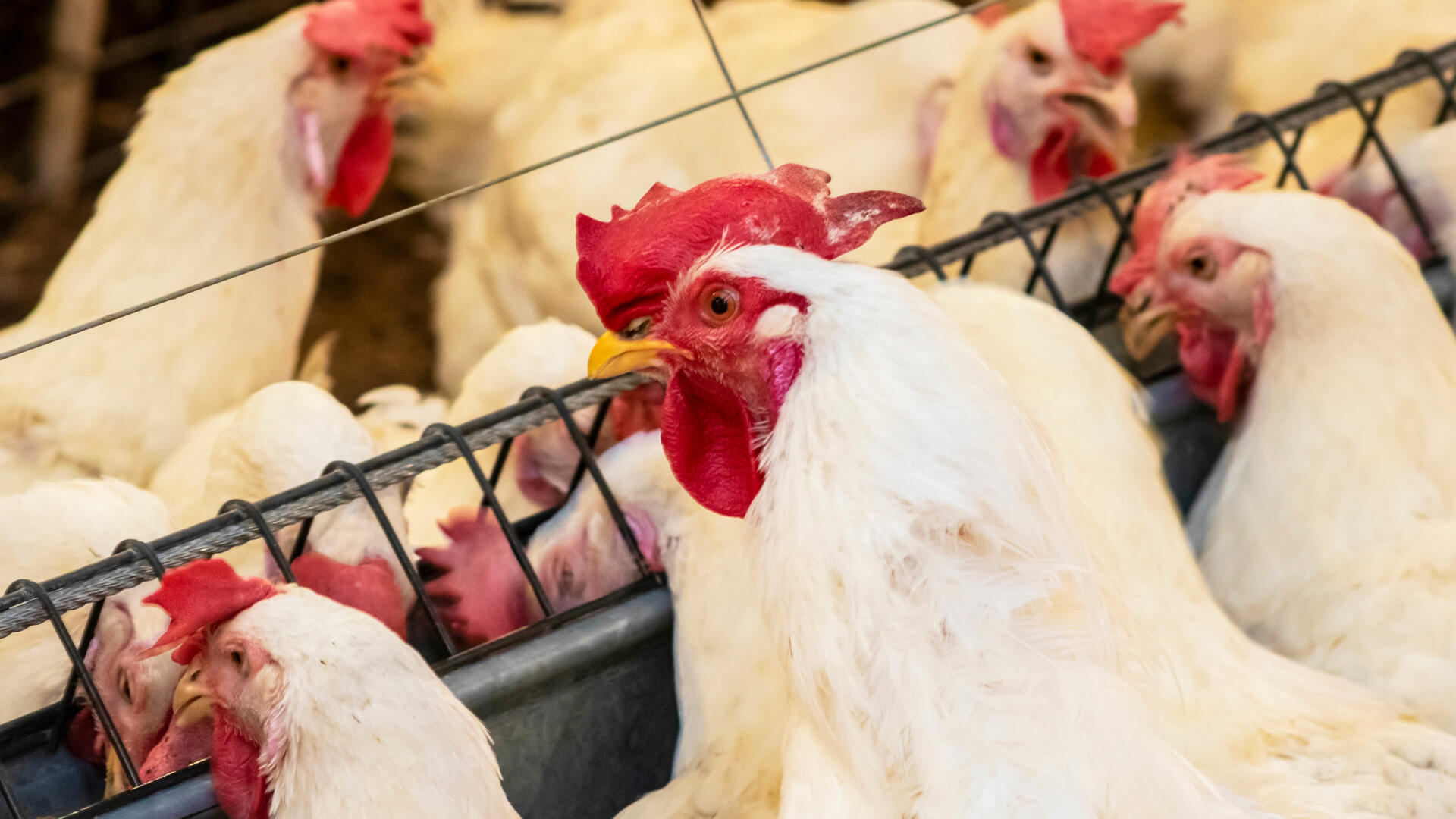 Une filière avicole plus compétitive - République Togolaise