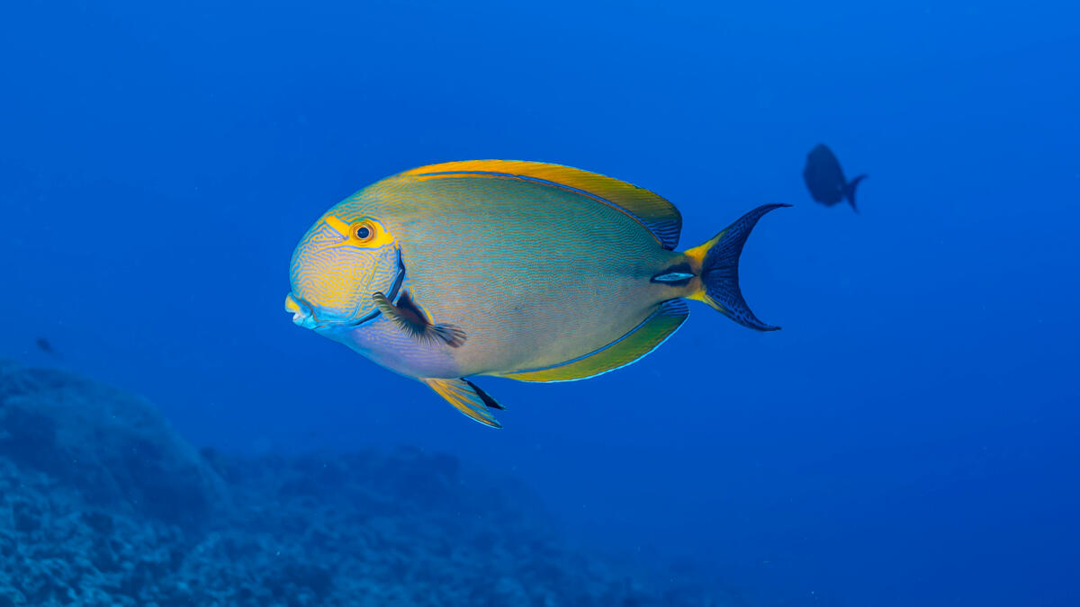 Création de la première aire marine protégée à Agbodrafo - République ...