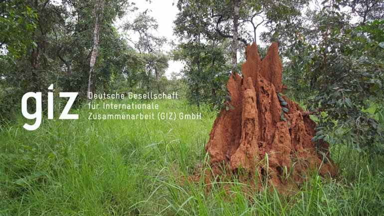 Lancement d’un projet pilote de restauration forestière à Sokodé ...