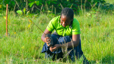 Pollution et reforestation - République Togolaise