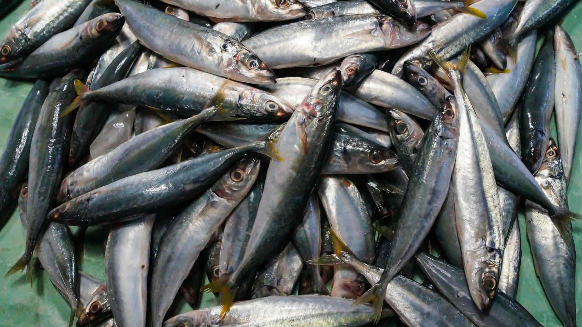 Bonne pêche - République Togolaise