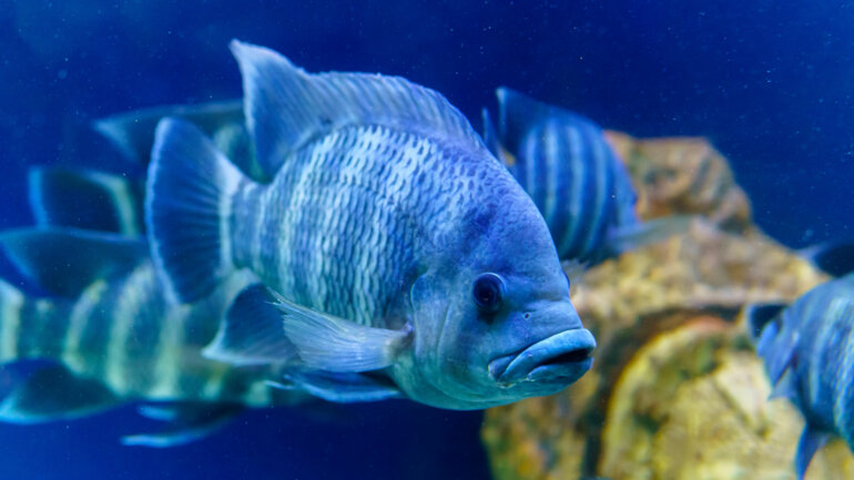 Comme un poisson dans l'eau - République Togolaise