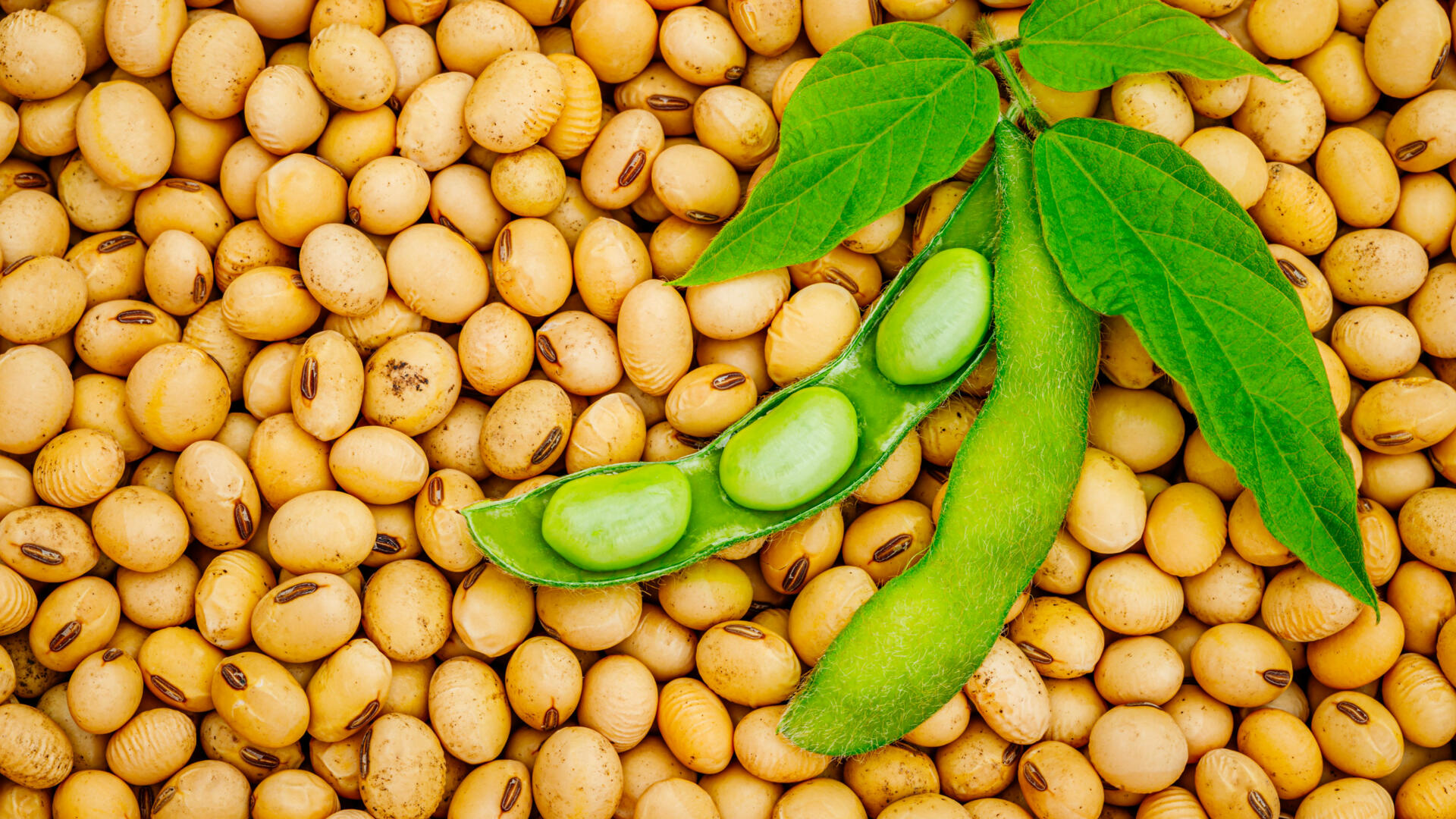 Le Togo mise sur le soja biologique - République Togolaise