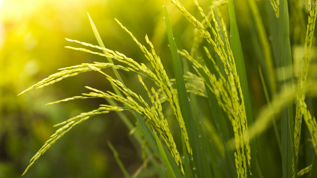 Les producteurs tablent sur 800.000 tonnes de paddy - République Togolaise