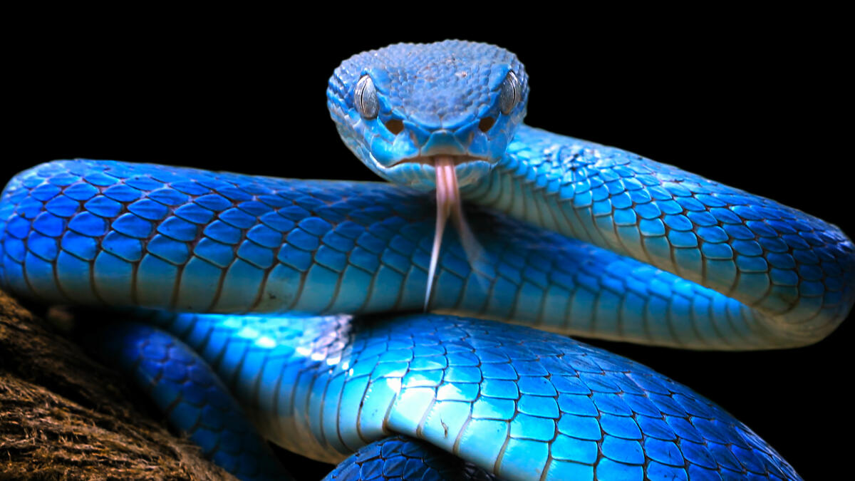 Un serpent à plusieurs têtes - République Togolaise